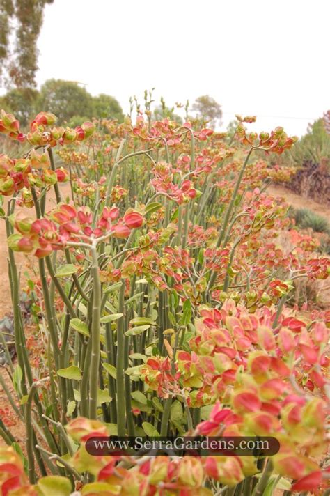 Pedilanthus Bracteatus