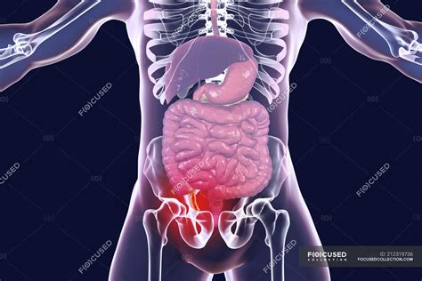 Anatomy Of Human Body Appendix