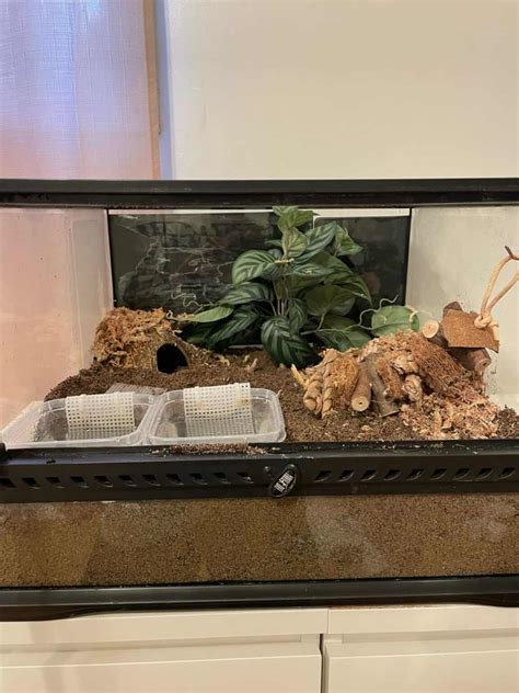 Creating A Natural Environment In Your Hermit Crab Tank Raising