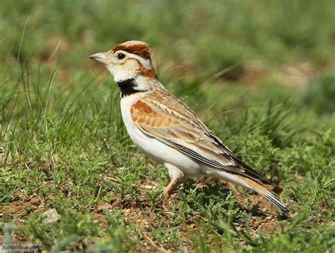 Mongolian Lark Melanocorypha Mongolica