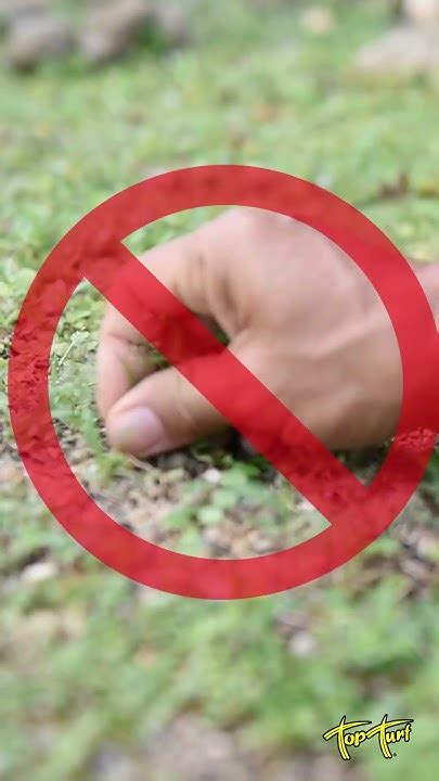 What Is Crabgrass Youtube