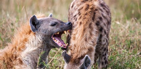 Oakland Zoo Spotted Hyena