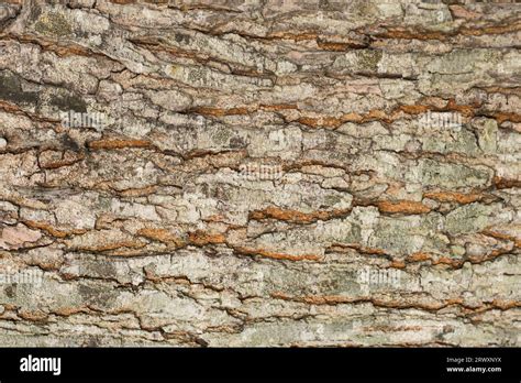 Realistic Tree Bark Background Texture Seamless Texture From Tree Stock Photo Alamy