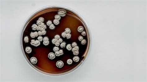 Shrikant Pawar On Linkedin Innovation Biotechnology