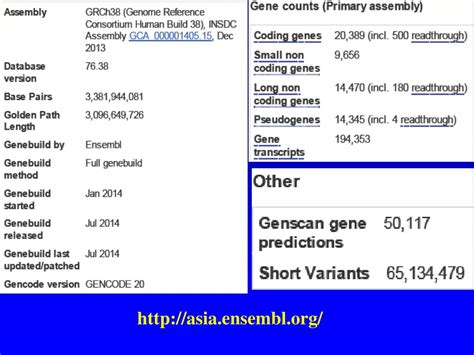 Ppt Gene Mutation Polymorphism Gene Mapping And Identification （ From Genotype To Phenotype