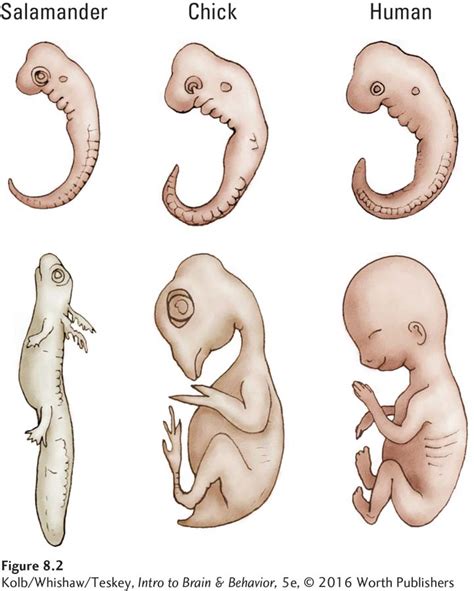 Embryological Similarities Evolution