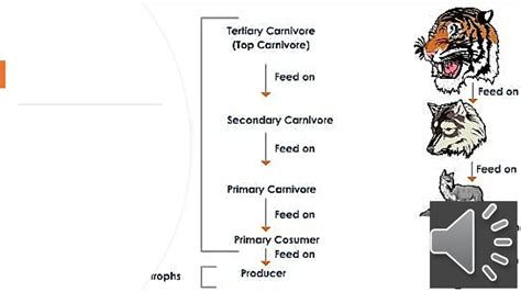 Ecosystem Its Structure And Functions Ppt