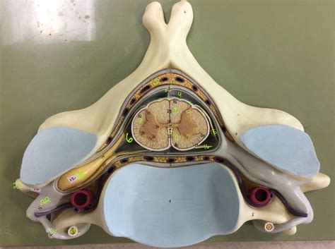 KINE 301 Practical Spinal Cord Diagram Quizlet
