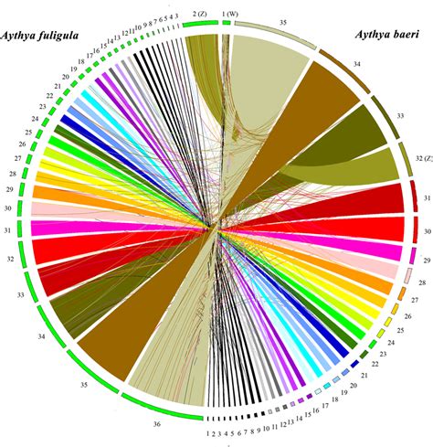 Circos Plot Of The Synteny Analysis Between The Tufted Duck And The