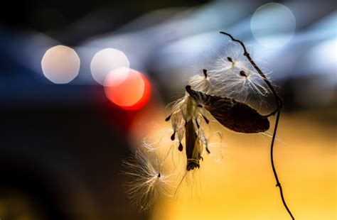 심영식의사진기초강좌 보케 Bokeh 망가지다 뭉게지다등의 표현 인데 우리는 빛방울 보케에 대해 알아보겠습니다 ㅡ빛방울보케 사실은 심쌤의사진교실 Band Page