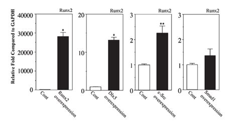 effects of runx2 dlx5 c src or smad1 overexpression on runx2 mrna