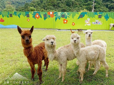 小鹿草泥馬可愛動物全到位 宜蘭新互動式景點六歲以下免費 │ 旅遊頻道 │ 三立新聞網 Setncom