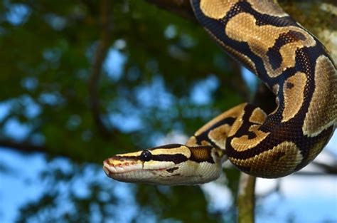 Fire Ball Python Morph Facts Pictures Appearance Care Guide PangoVet