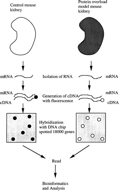 Procedure For Dna Array Assay To Identify The Genes Specifically Download Scientific Diagram