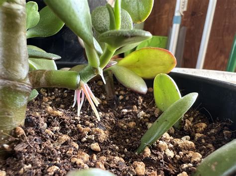 does this count as a form of propagation lol r propagation