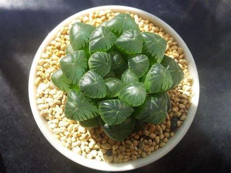 新手如何养多肉玉露花（新手养多肉，怎样才能养出一盆通明透亮的玉露？） 说明书网