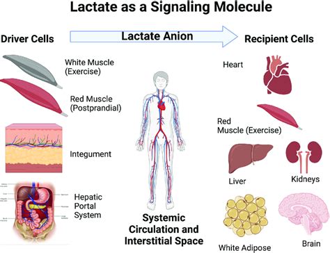 Illustration Of The Roles Of Driver And Recipient Cells In Lactate Download Scientific Diagram