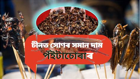 Cockroach Farming চীনত ১০০ তকৈয়ো অধিক আছে পঁইতাচোৰাৰ ফাৰ্ম