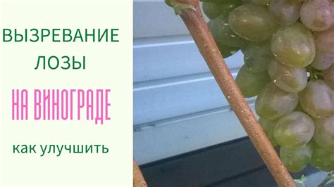 Вызревание лозы на винограде Youtube