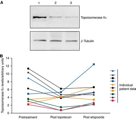 Topoisomerase Ii Levelsarbitrary Units Topoisomerase Ii Levels In Download Scientific Diagram