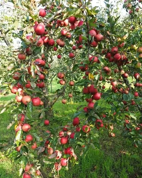 如何把休闲采摘园打造成一个多收益的综合性果园 知乎