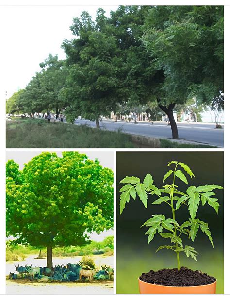 نیم کا درخت 55 گرمی اور 10 سردی برداشت کرنے کی طاقت