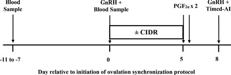 experimental protocol used to synchronize ovulation in suckled beef