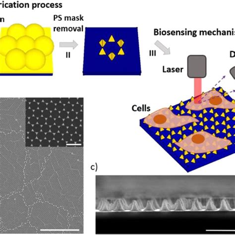 A Scheme Of The Au Np Array On Glass Used As Sers Substrate To Probe Download Scientific