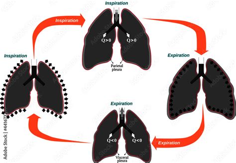 Breathing Cycle A Respiratory Cycle Is One Sequence Of Inspiration And