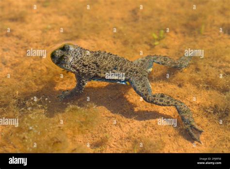 Yellow Bellied Toad Yellow Bellied Toads Bombina Variegata Toad