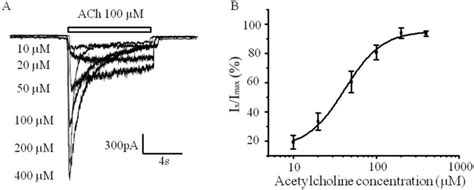 Doseresponse Curve Of Rat Scg Nachr Currents A Representative