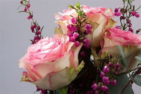 무료 이미지 자연 화이트 꽃잎 꽃다발 장미 꽃 녹색 풍부한 가을 담홍색 플로라 장식적인 플로리스트 리 모란 가득 따르다 복합 재료