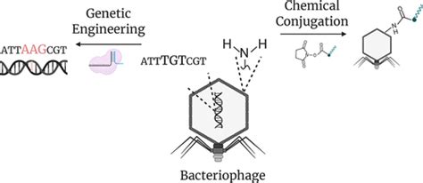 Bacteriophage Structure Capsid