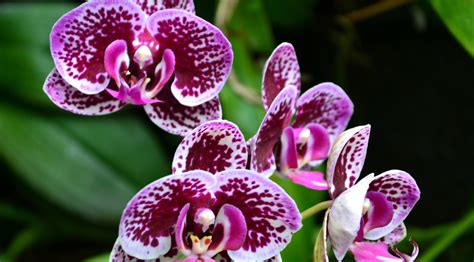 Selenium How To Correctly Test Whether An Element Is Displayed Or Not