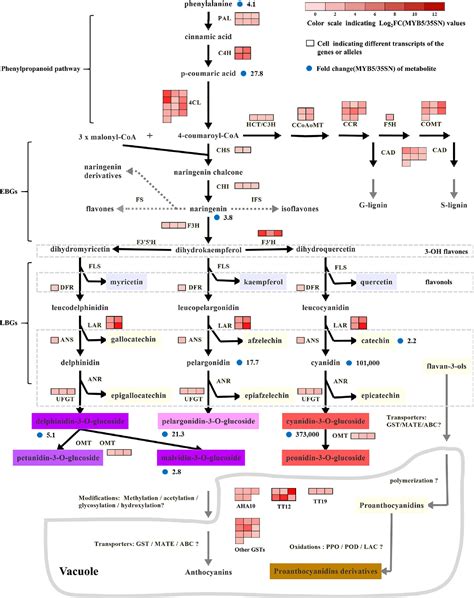Figure 3 From A Novel R2r3‐myb Transcription Factor Famyb5 Positively Regulates Anthocyanin And
