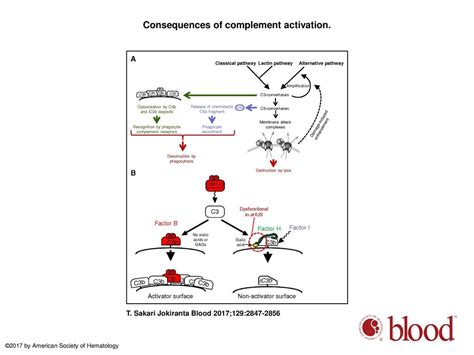 Consequences Of Complement Activation Ppt Download