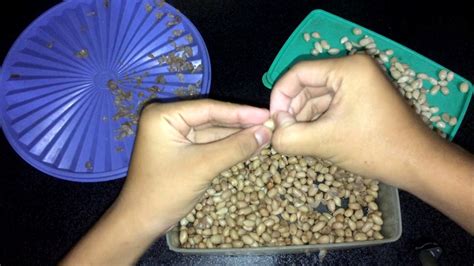 Cara Membuat Tempe Dari Biji Nangka Caranya Adalah Sebagai Berikut