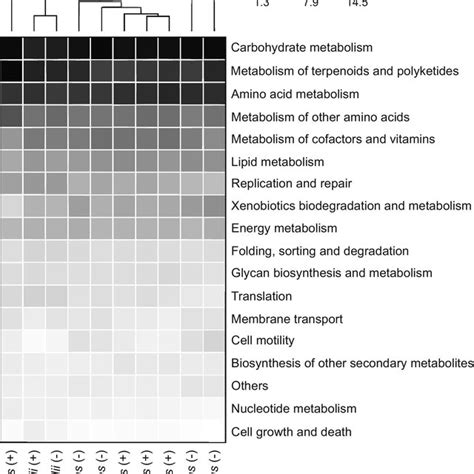 Heatmap Of Hierarchical Clustering Of Relative Abundance Of The