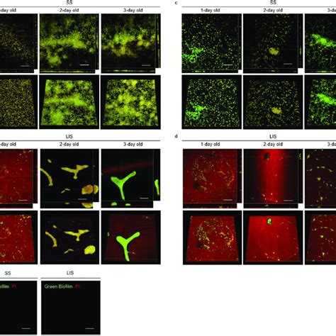 A Typical Arterial Pulse Waveform A Typical Arterial Pulse Waveform