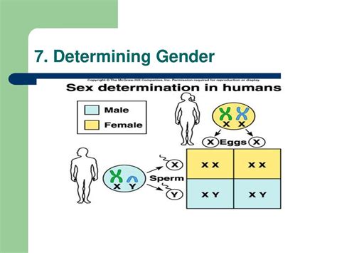 7b Genes Chromosomes And Heredity Ppt Download