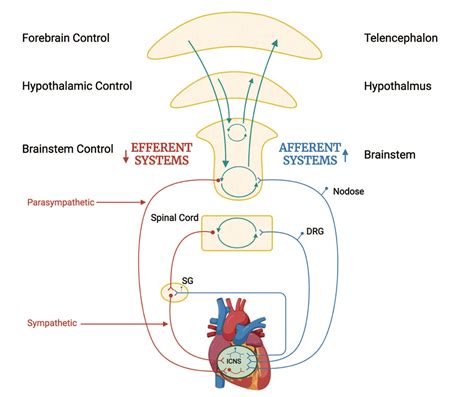 Foundational Concepts And Recent Advances In Neuromodulation For