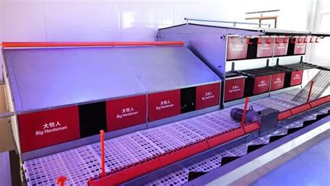 Egg Collection System Efficient Hygienic And Damage Free Egg Handling