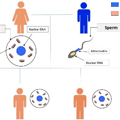 Inheritance Pattern Of Mitochondrial Dna Mtdna Is Transferred Along Download Scientific