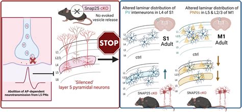 Journal Of Anatomy Vol 246 No 4