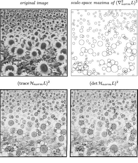 Ridge Detection Semantic Scholar