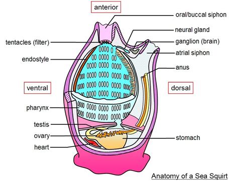Urochordates 555 Million Years Ago