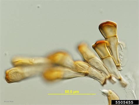 Puccinia Rusts Genus Puccinia Pers