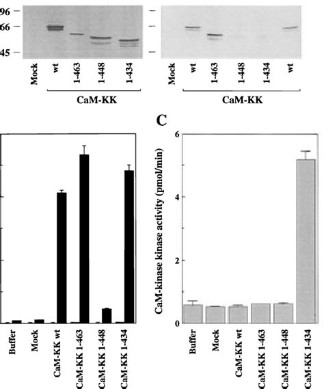 Characterization Of Truncated Cam Kk Mutants A Extracts From Cos 7