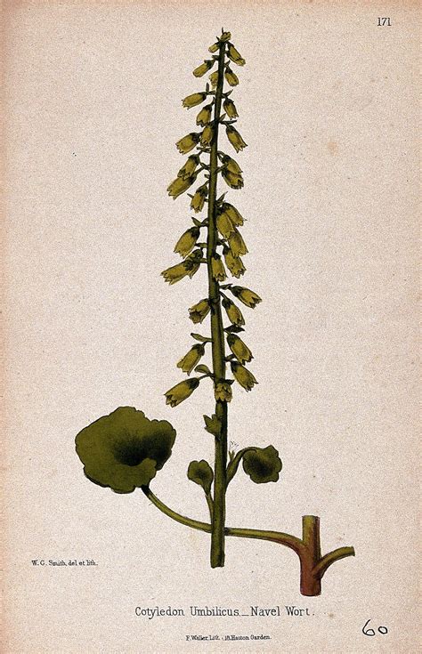 Umbilicus Rupestris Systematics Etymology Habitat Cultivation