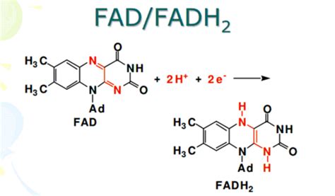 Fadh2 Structure